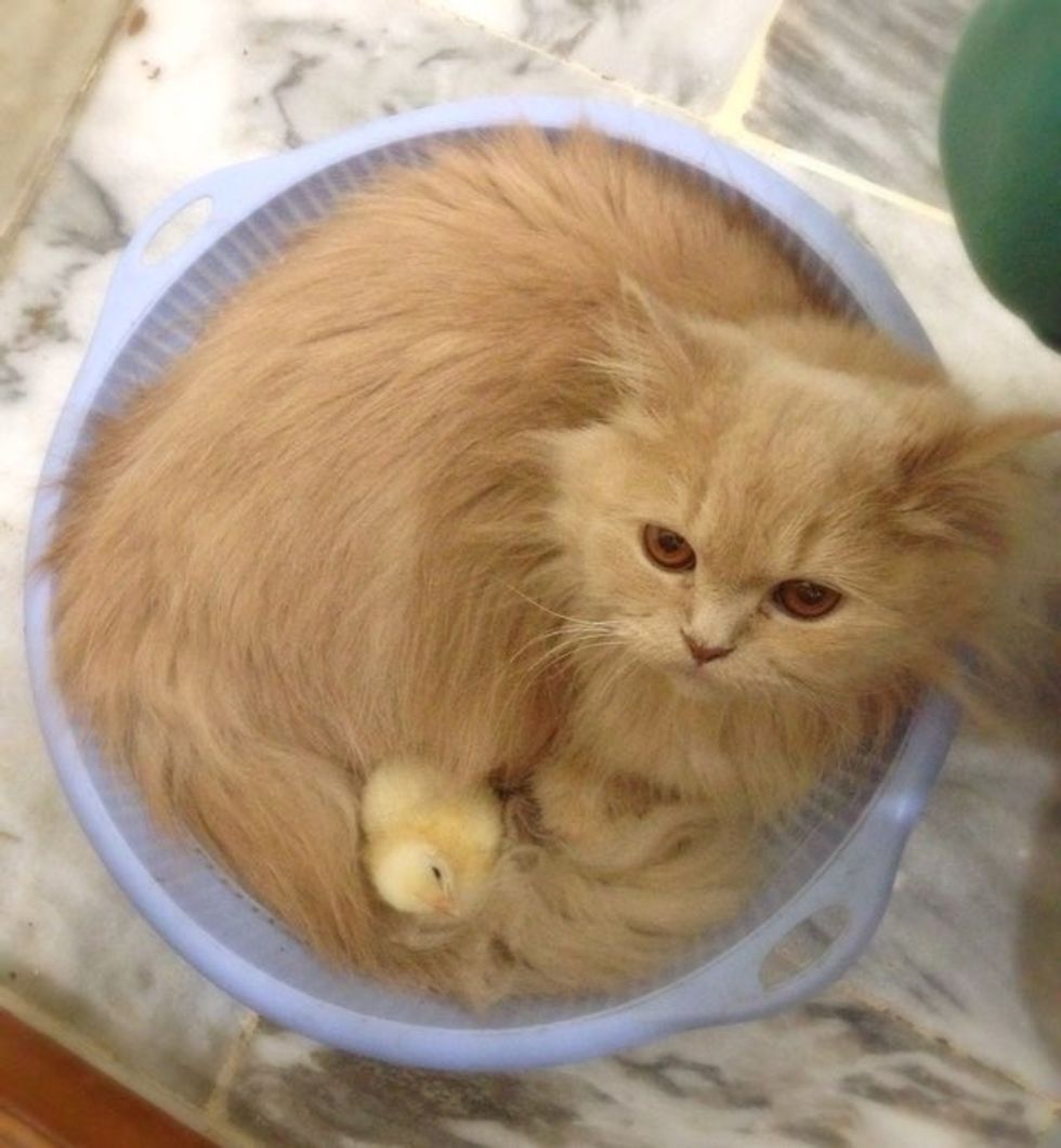 Bonnie the Cat Decides to Become Mom to Two Little Chicks - Love Meow
