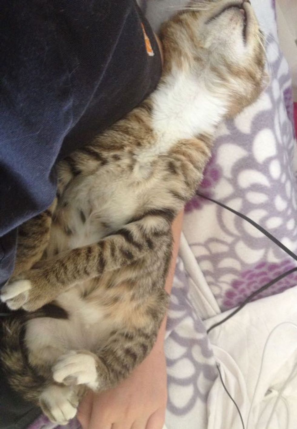 This is What Love Can Do! Mr. Jones the Cat Found at the Dump, is Now ...