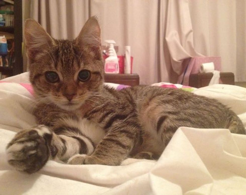 This is What Love Can Do! Mr. Jones the Cat Found at the Dump, is Now ...