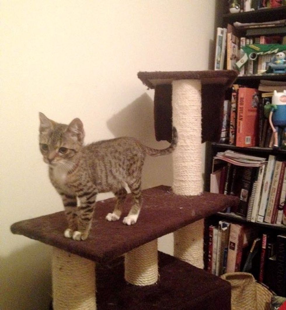 This is What Love Can Do! Mr. Jones the Cat Found at the Dump, is Now ...