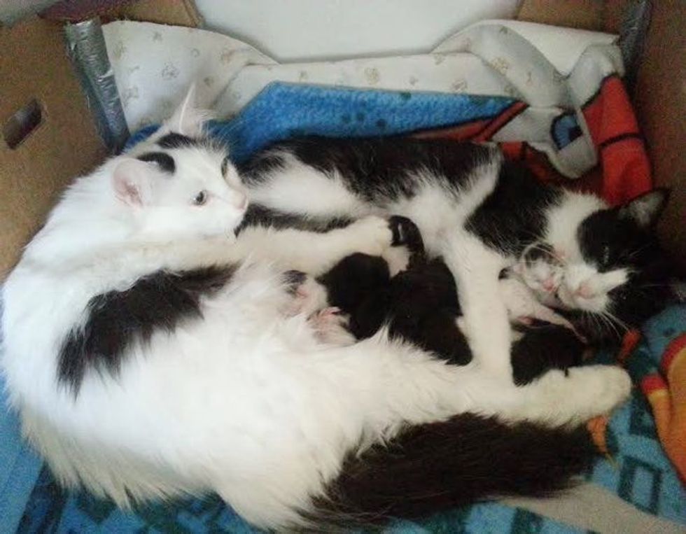 Two Rescue Cat Mamas Raise Their 12 Kittens Together! - Love Meow