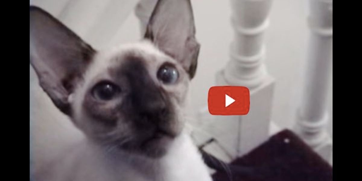This Siamese Cat is Stomping Up Stairs with His Prize! It's Hilarious ...