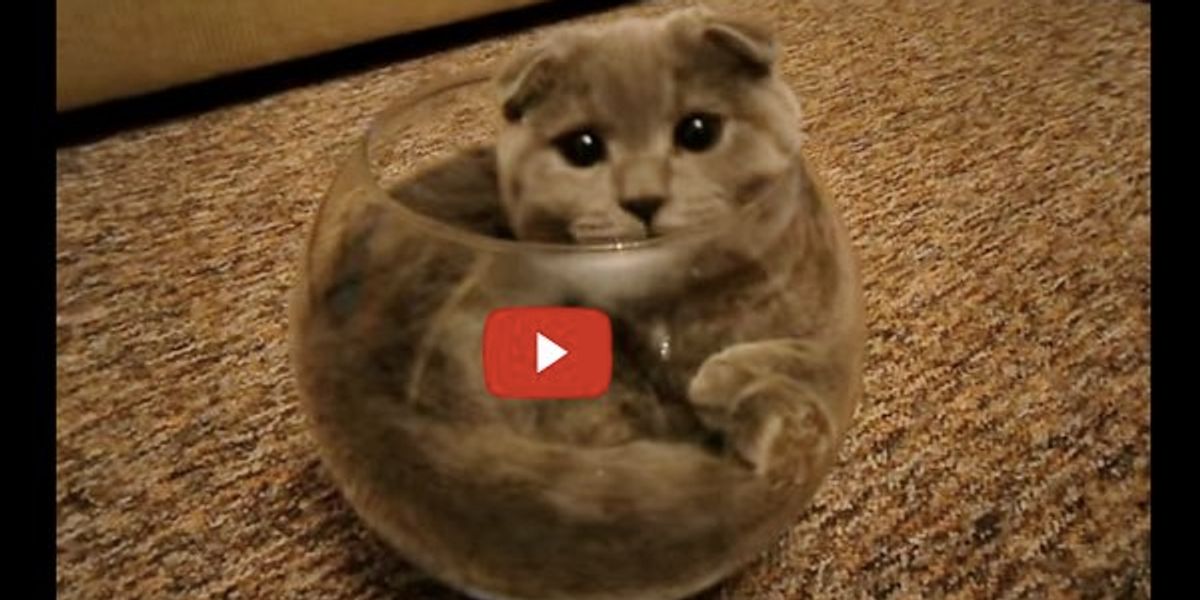 This Kitty Tries to Prove to His Human that Cats are Liquid - Love Meow