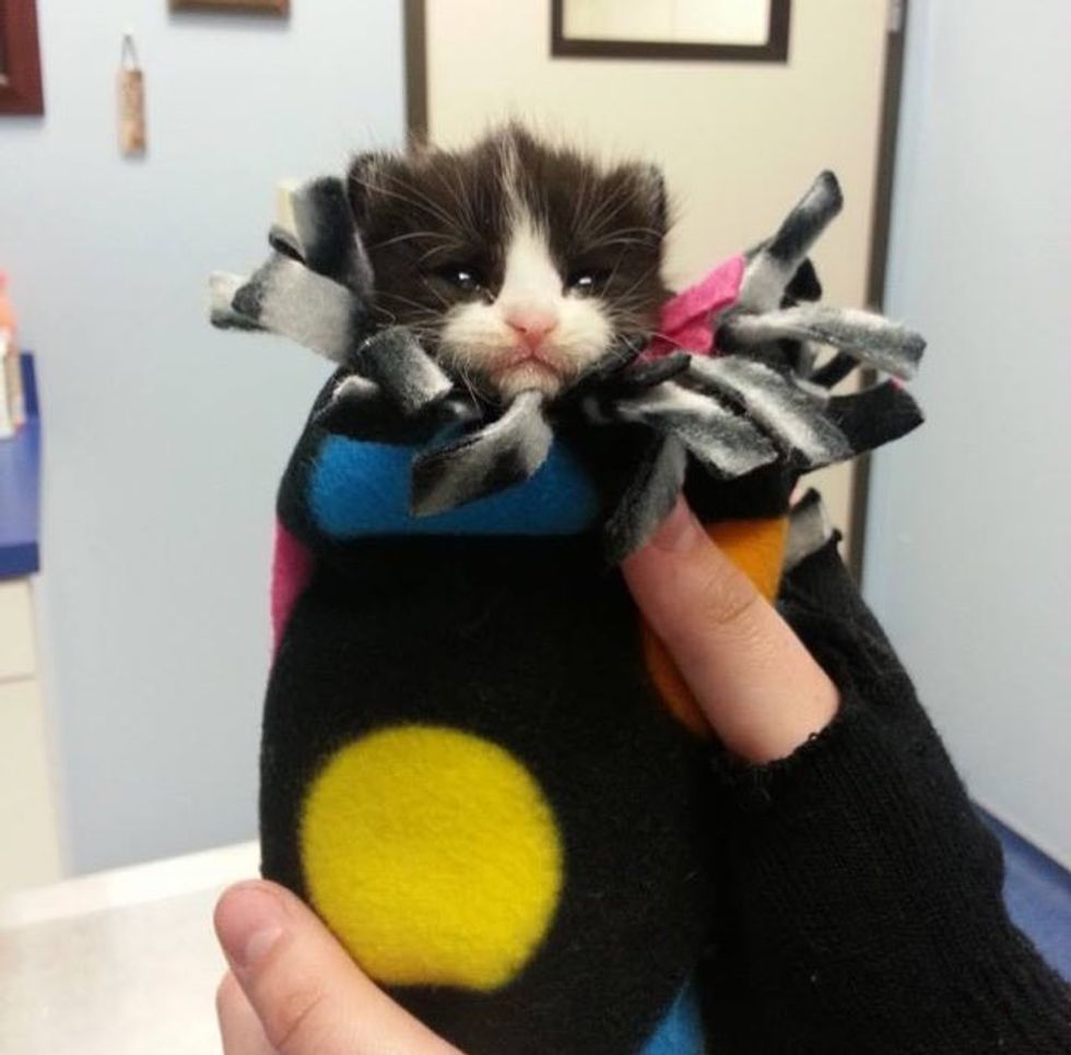 Tiny Rescue Kitten Adopts a Tinier Orphan Kitten. It's the Purrfect ...