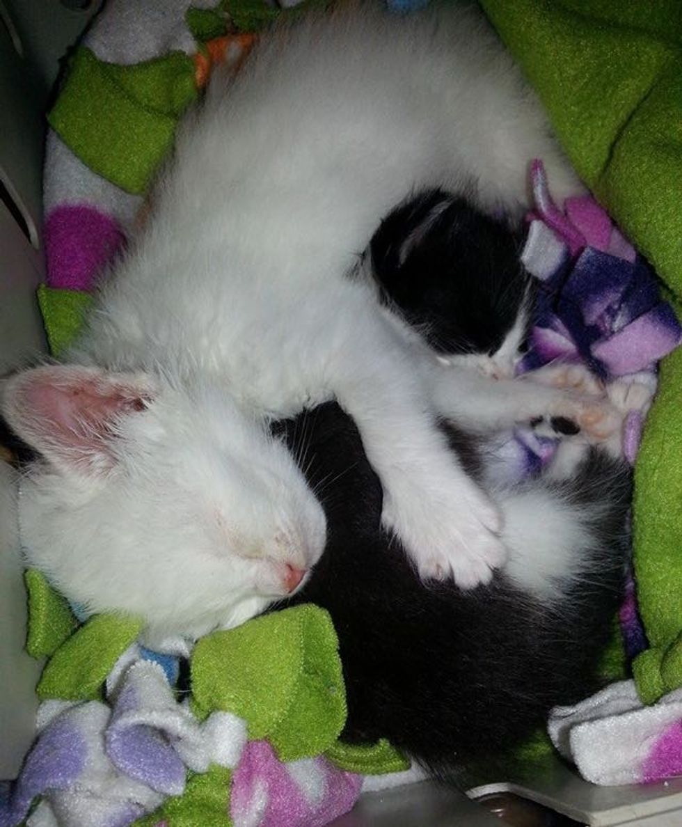 Tiny Rescue Kitten Adopts a Tinier Orphan Kitten. It's the Purrfect ...