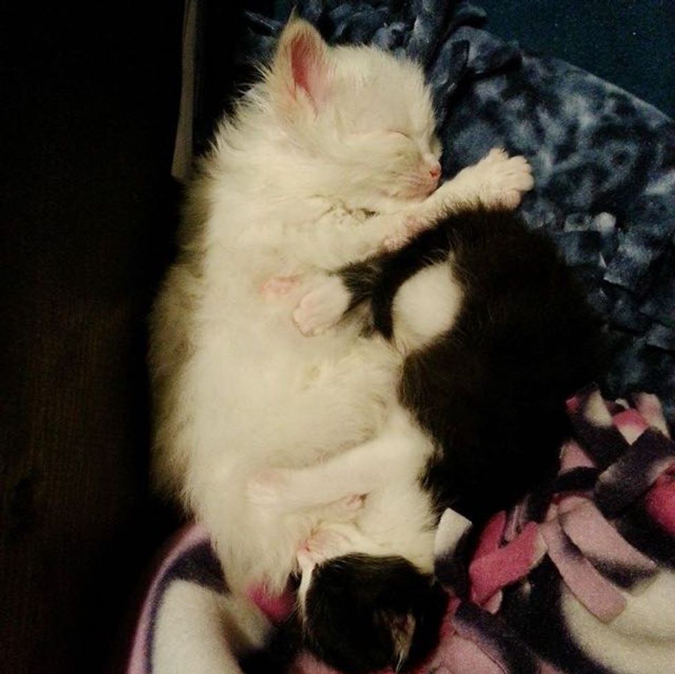 Tiny Rescue Kitten Adopts a Tinier Orphan Kitten. It's the Purrfect ...