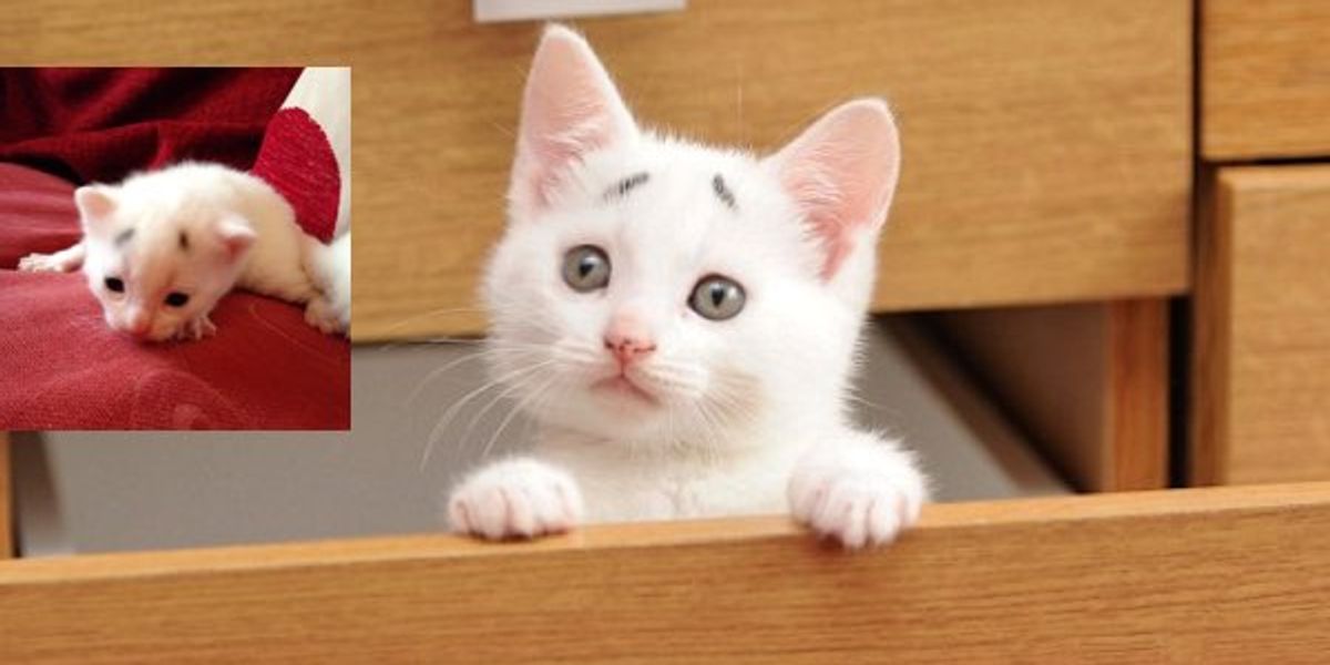 This Kitten Has a Permanent Concerned Look. Meet Gary the Kitty! - Love ...