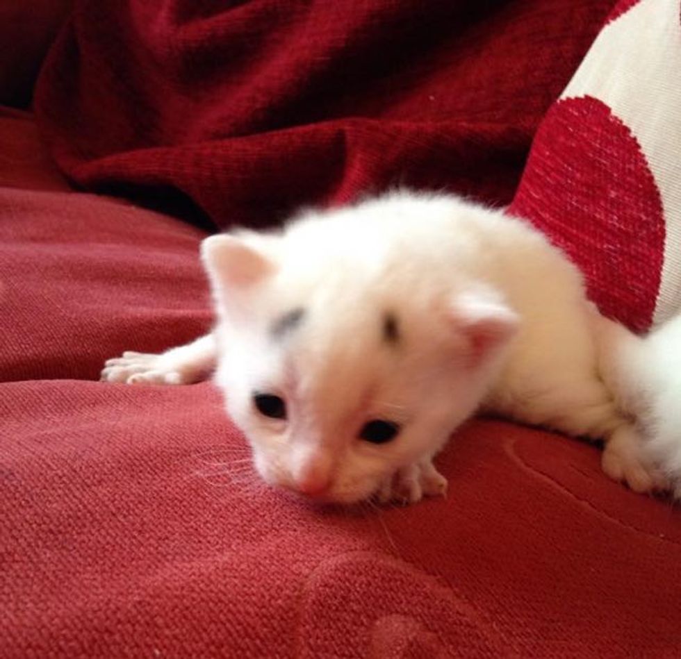 This Kitten Has a Permanent Concerned Look. Meet Gary the Kitty! - Love ...