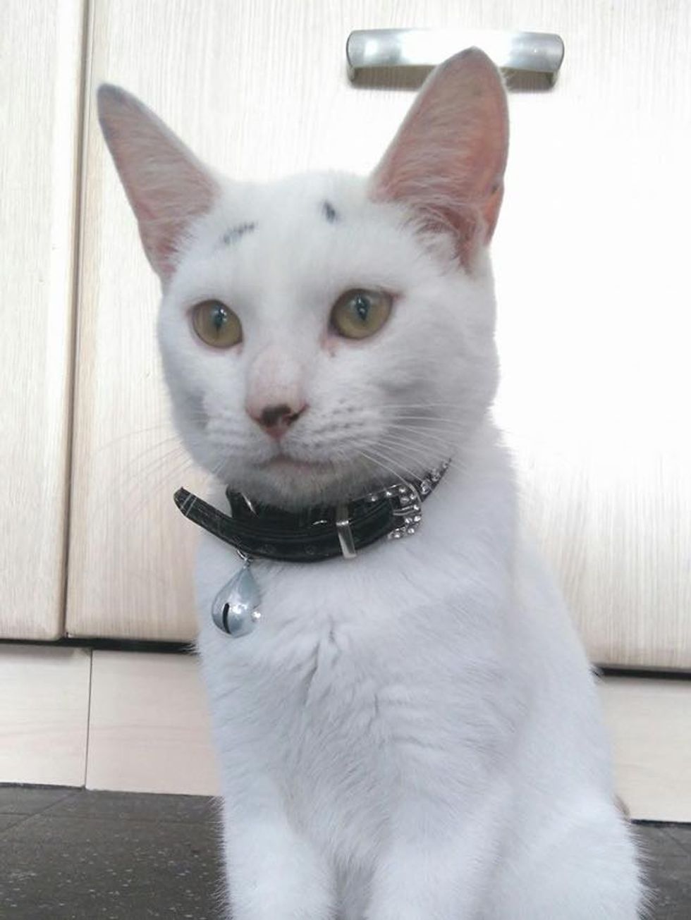 This Kitten Has a Permanent Concerned Look. Meet Gary the Kitty! - Love ...