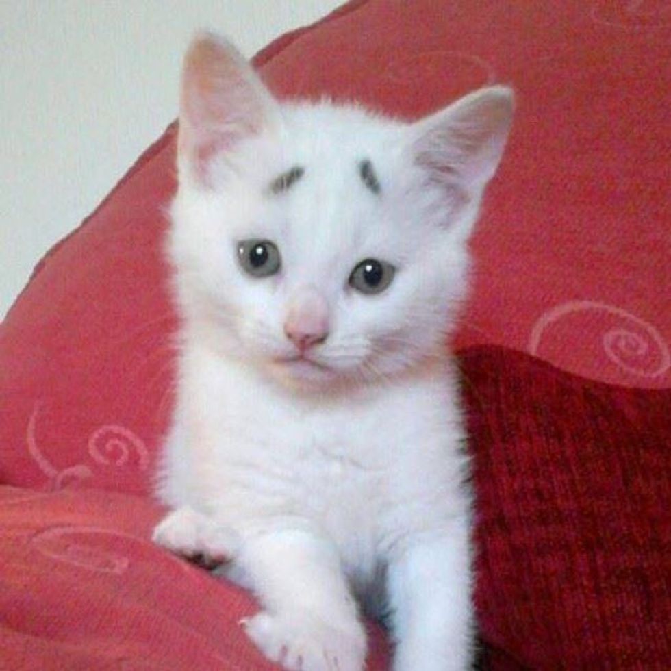 This Kitten Has a Permanent Concerned Look. Meet Gary the Kitty! - Love ...