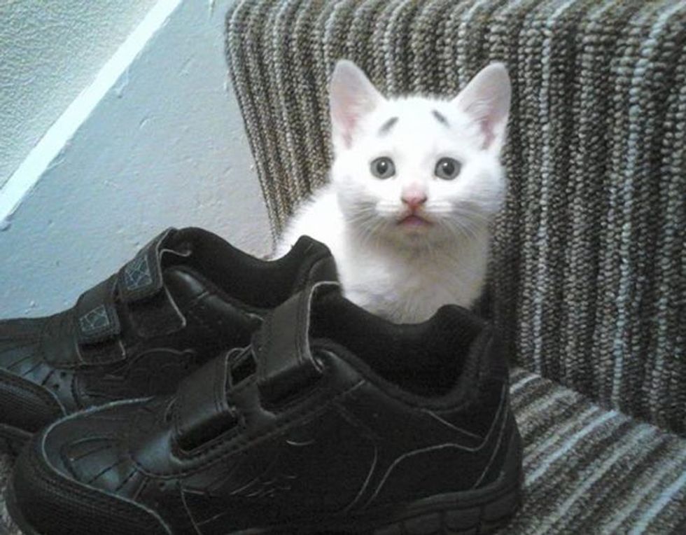 This Kitten Has a Permanent Concerned Look. Meet Gary the Kitty! - Love ...