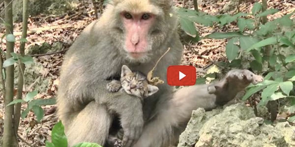 Man Teams Up with a Monkey Saving Abandoned Kittens - Love Meow