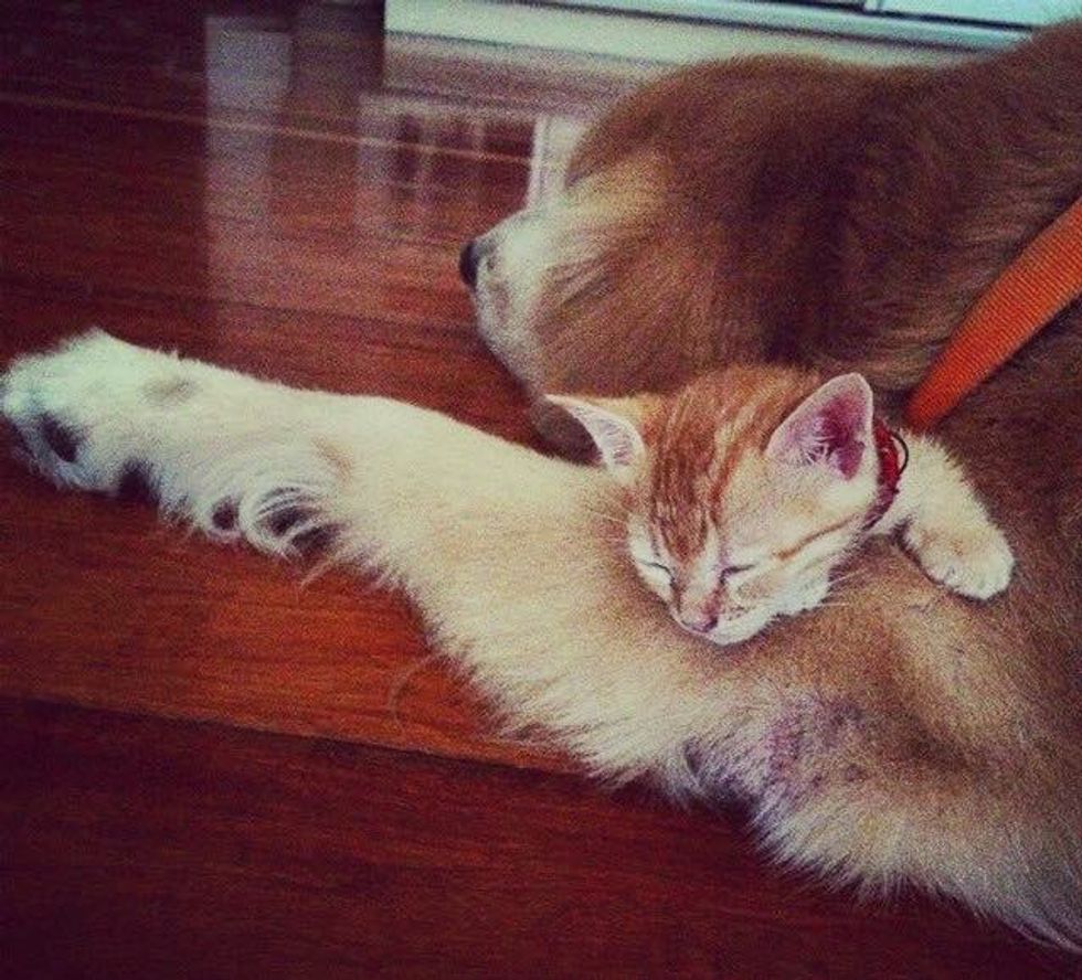 Two Ginger Buddies of Different Species, but They are Family! - Love Meow