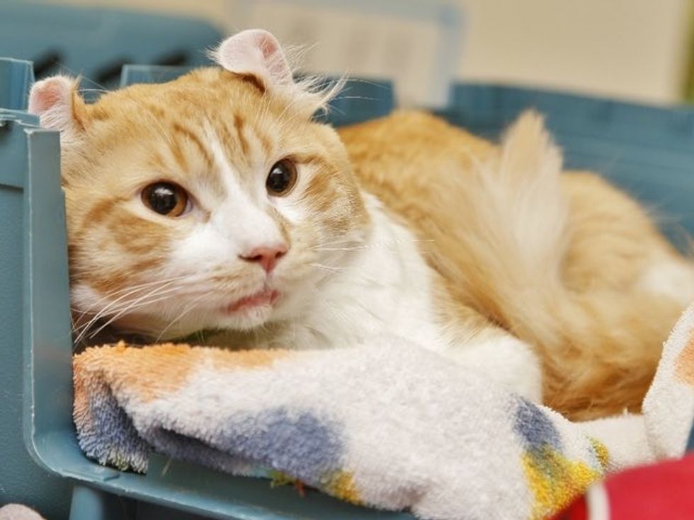 This Man Saves a Cat From Freeway While Everyone Else Refused to Help ...