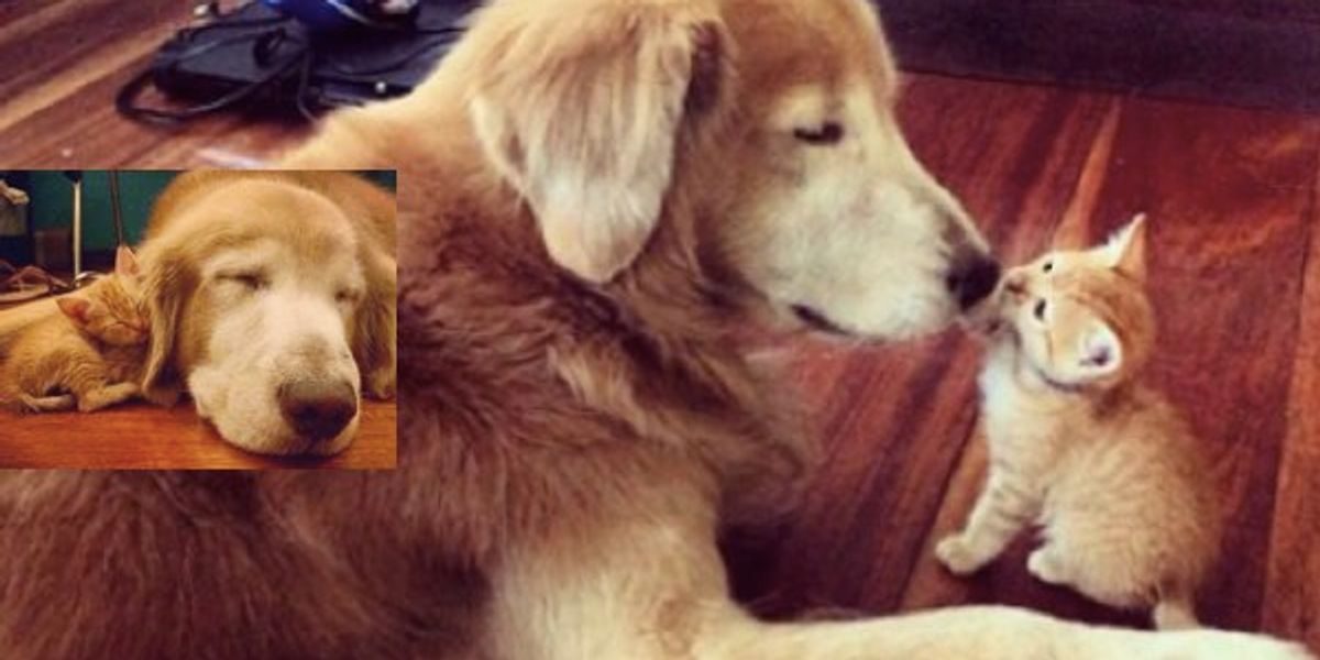 Two Ginger Buddies of Different Species, but They are Family! - Love Meow