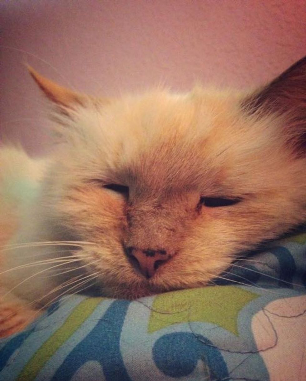 17 Year Old Abandoned Cat Tells Her New Family Everyday How Happy She ...