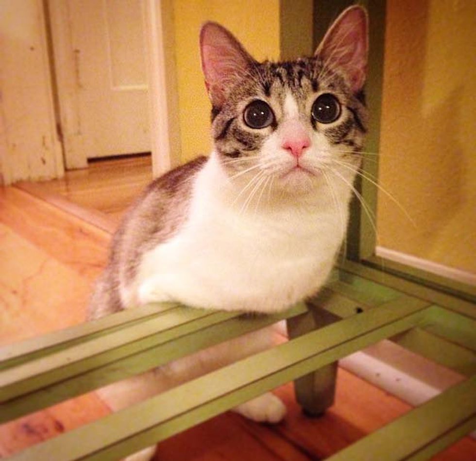 Roux the Cat Born with Two Front Nubs and She's Proud of Them! - Love Meow