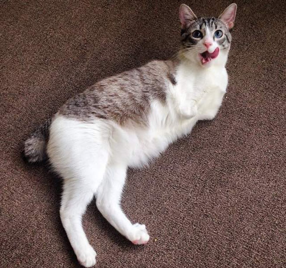 Roux the Cat Born with Two Front Nubs and She's Proud of Them! - Love Meow