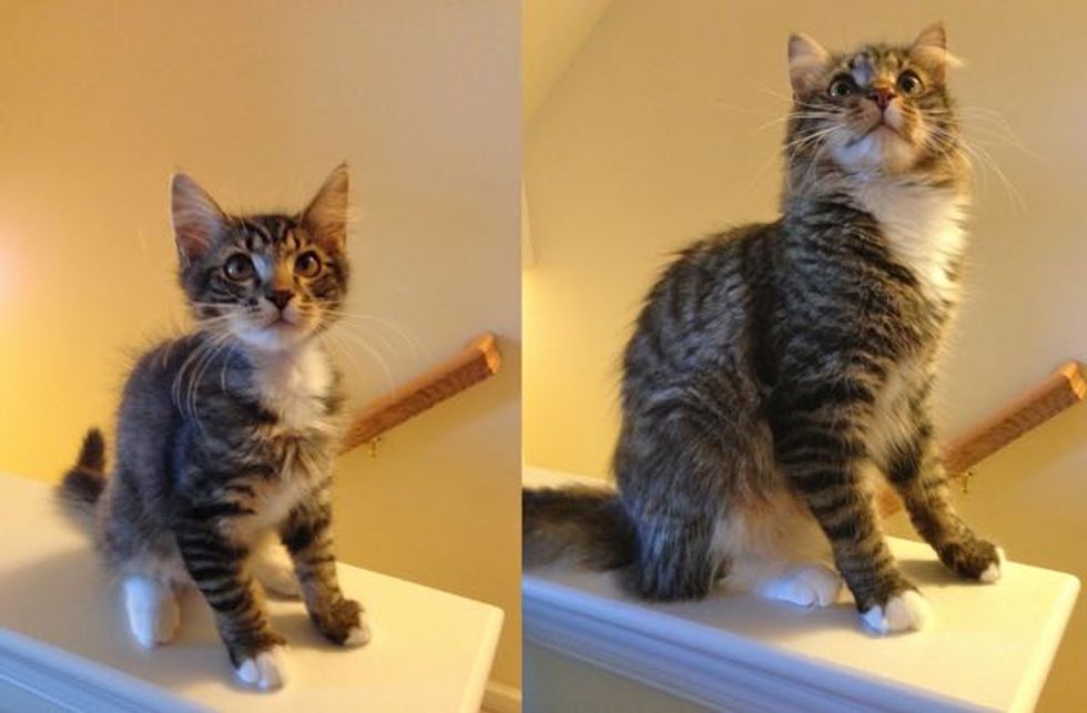 Walter the Cat Goes from a Stray Hiding Under a Shed to the King of the ...