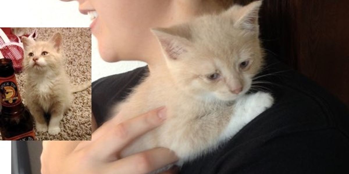 A Sad Kitten Becomes the Happiest Kitty. This is What It Takes! - Love Meow