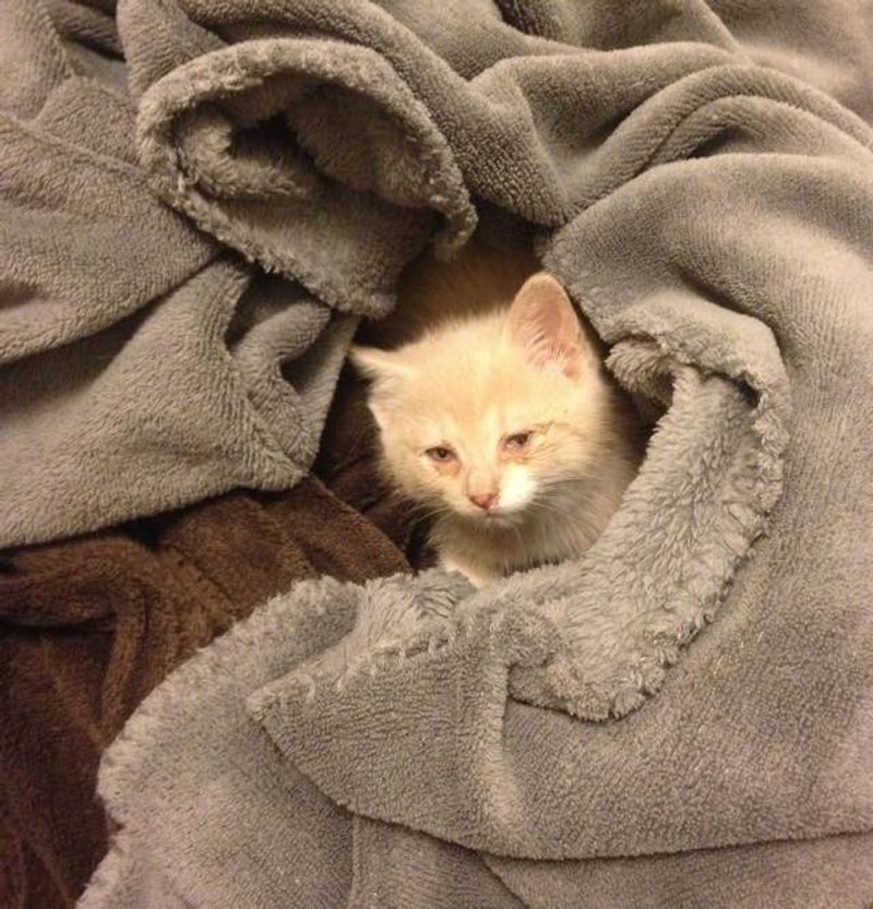 Fluffy Sad Kitty