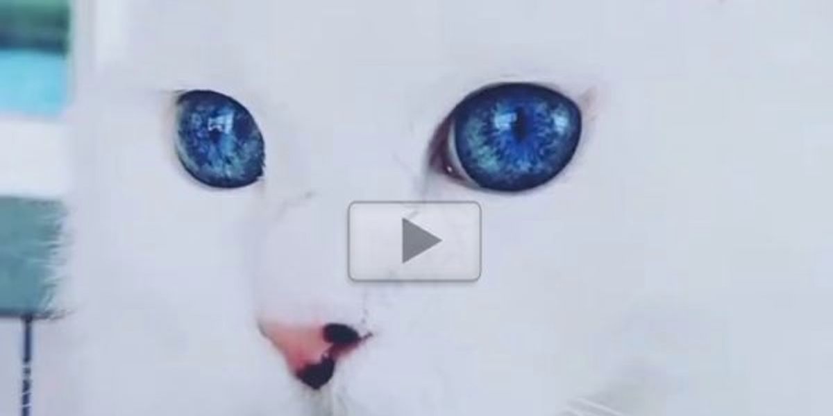 Stunning Cat with the Most Gorgeous Eyes I've Ever Seen! - Love Meow