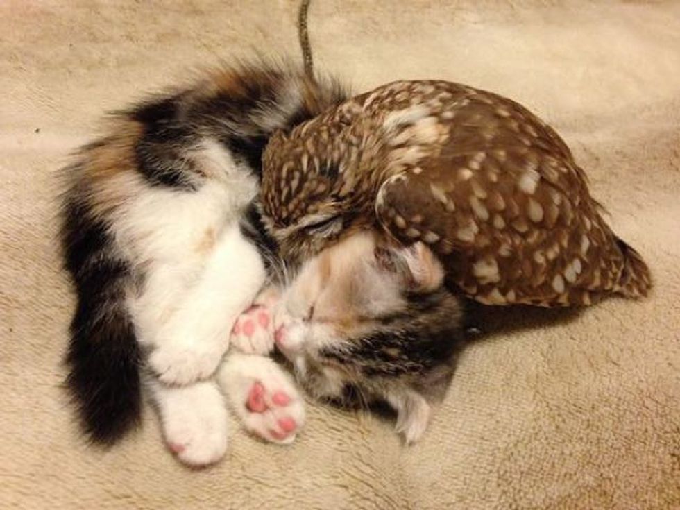 Kitten and Owl Become Best Friends - Love Meow