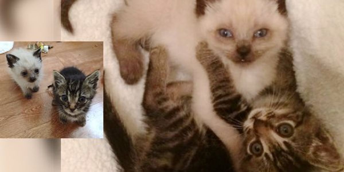 What a Second Chance Can Do. It Changes These Two Kittens' Lives ...