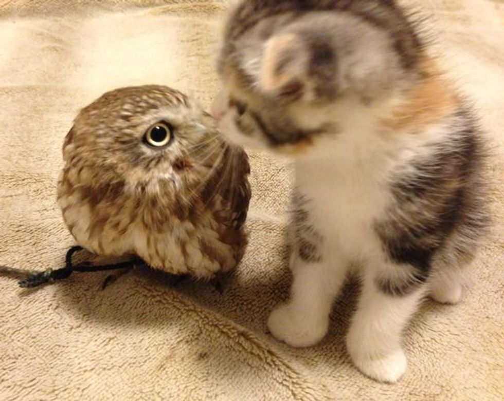 Kitten and Owl Become Best Friends - Love Meow