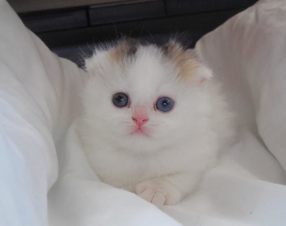 Second Male Calico the Vet Has Seen in His 54 Years of Practice! - Love ...