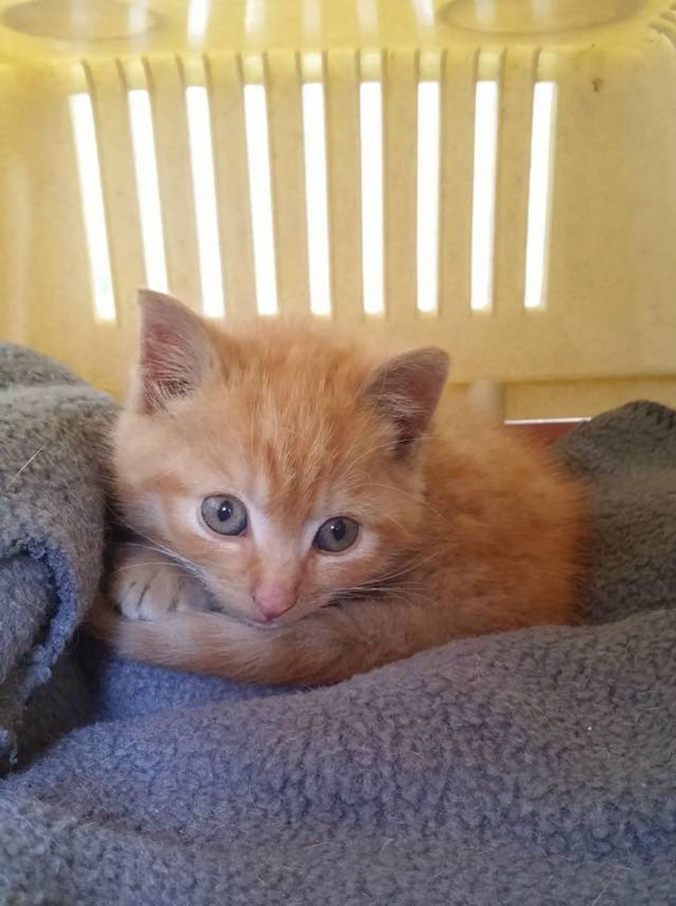 A Couple Spotted Ginger Kitten Wander into Traffic. They Ran to the ...