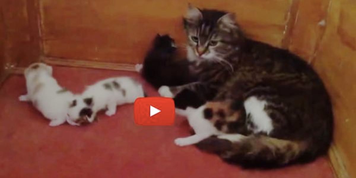 Cat Mama Carrying Her Baby to a Safe Place She Chose to Raise Her ...