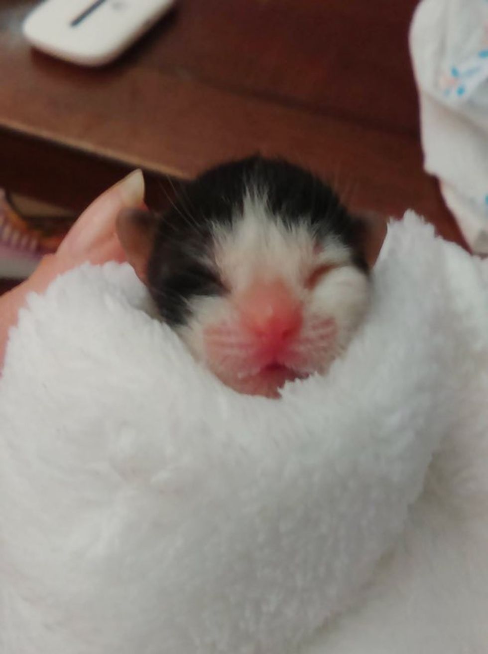Miracle Preemie Kitten with the Heart of a Warrior! - Love Meow
