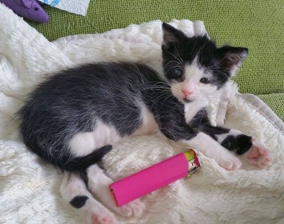 Miracle Preemie Kitten with the Heart of a Warrior! - Love Meow