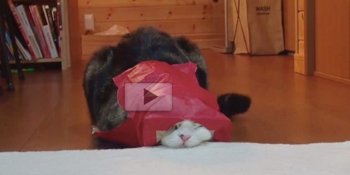 He Won't Let the Small Bag Go without Some Face Smooshing Time - Love Meow