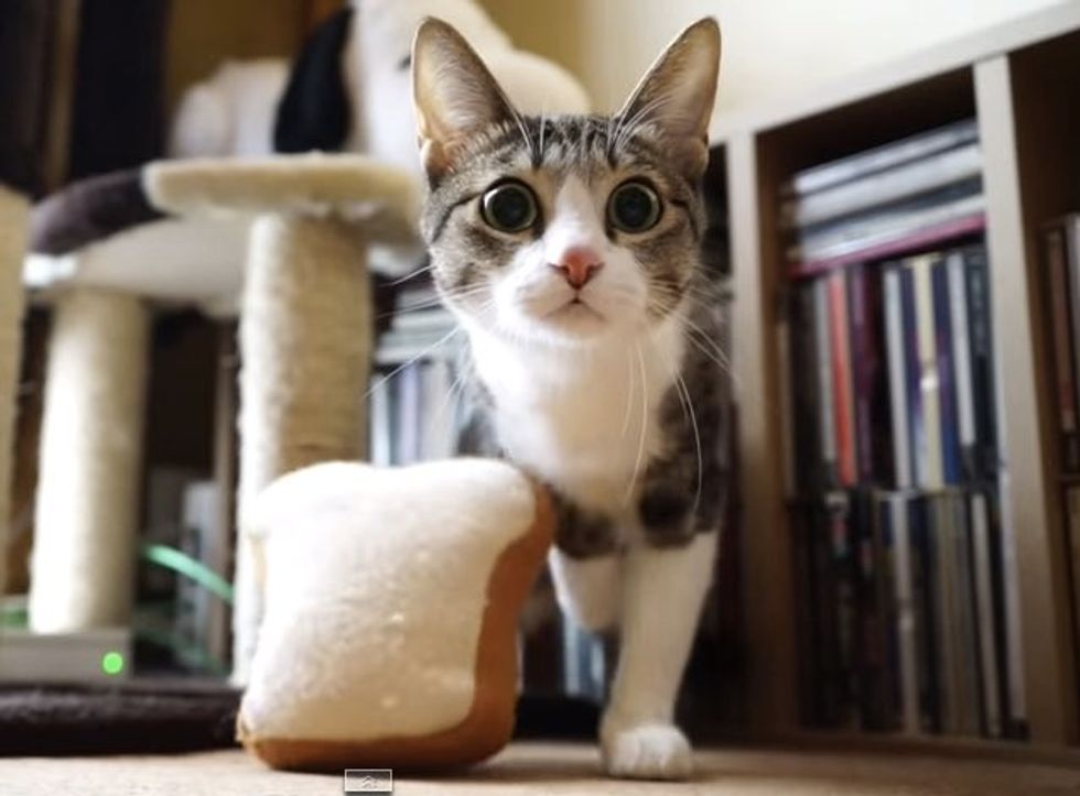 The Wiggliest Cat and Her Wiggly Year - Love Meow