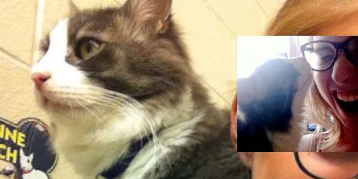 Chance the Cat Asked Woman to Adopt Him. She Couldn't Miss the Chance ...