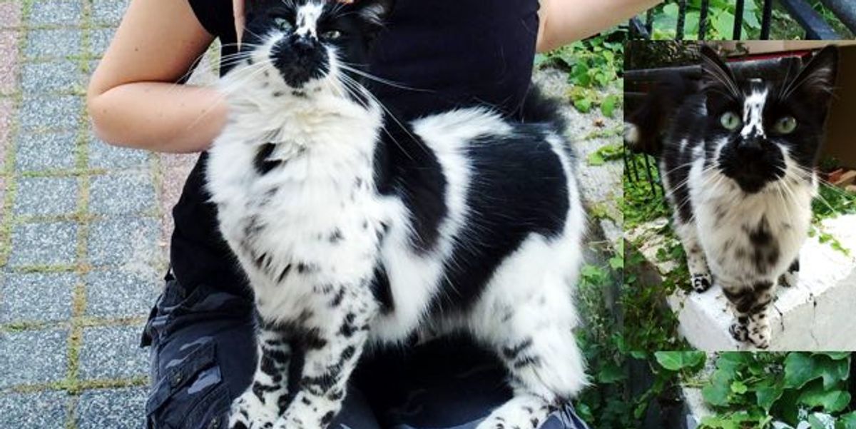 Kitty with Beautiful Markings Like a Dalmatian - Love Meow
