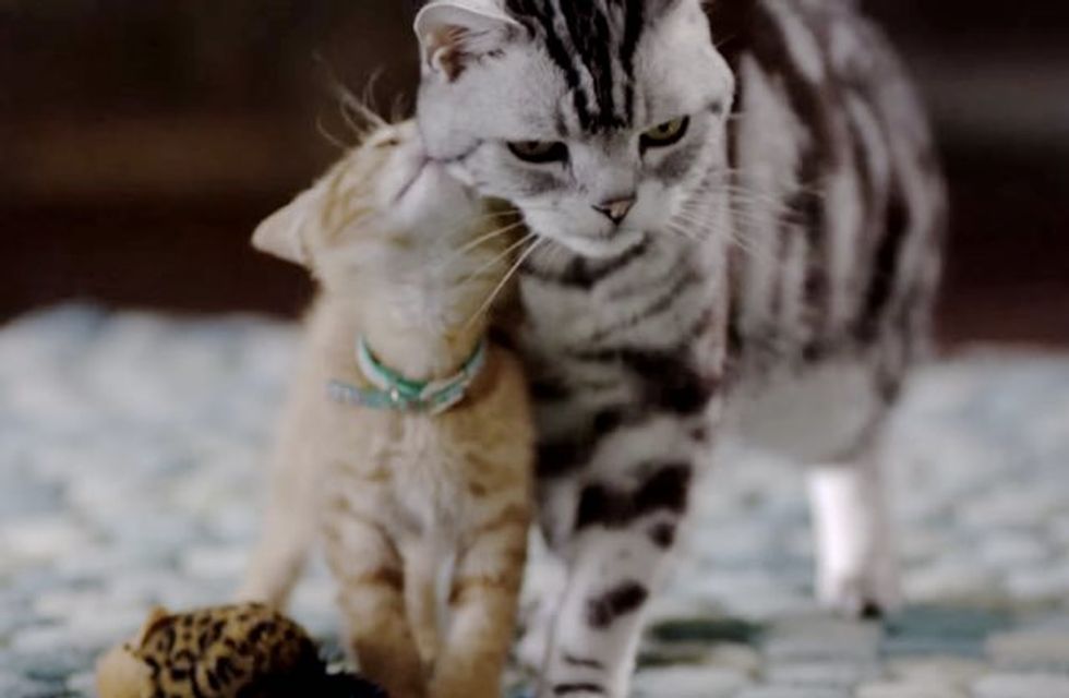 Big Kitty Teaches Small Kitty Meaning of Furiendship - Love Meow