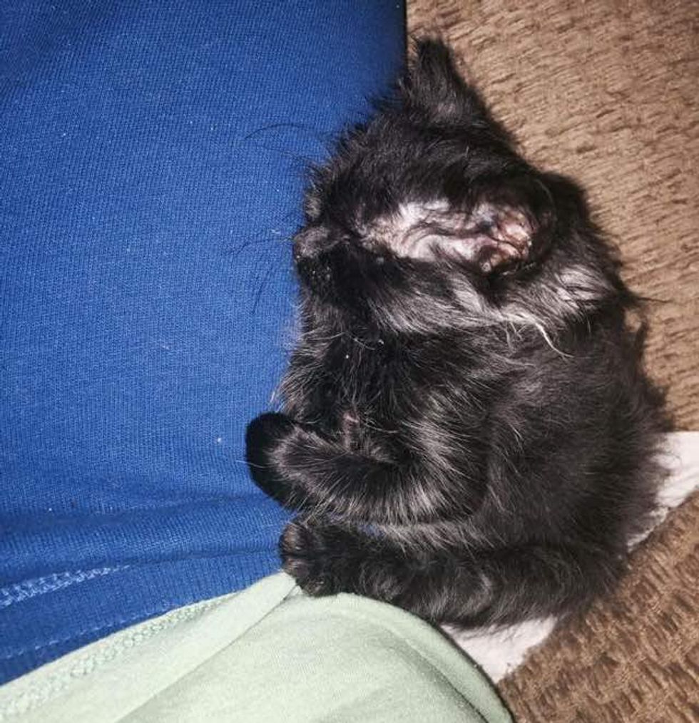 She Wouldn't Give Up on Her Runty Kitten Even When Told Many Times to ...