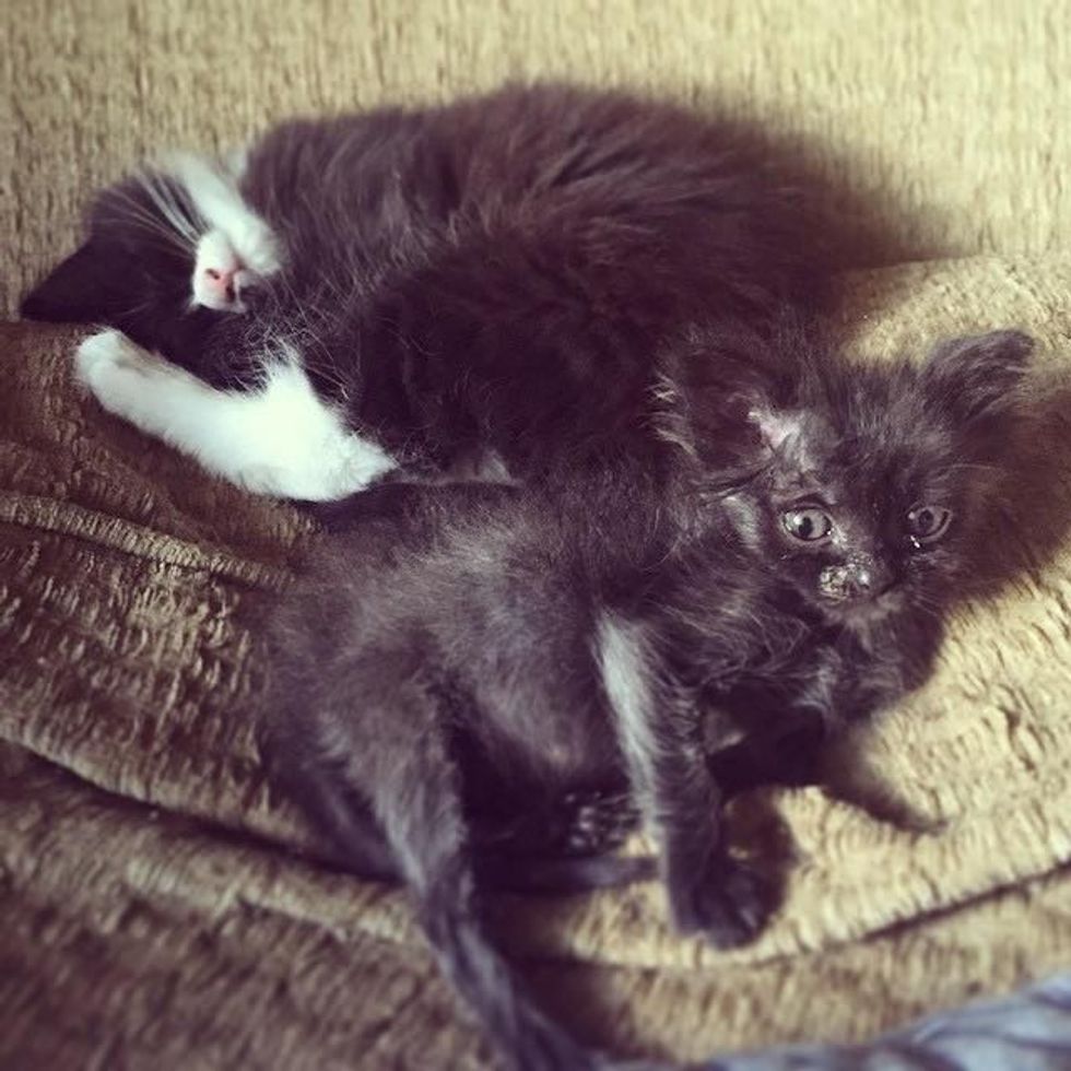 She Wouldn't Give Up on Her Runty Kitten Even When Told Many Times to ...