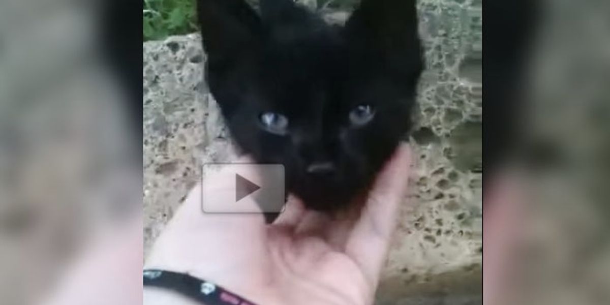 Little Black Kitten Meowing and Crying for Love - Love Meow