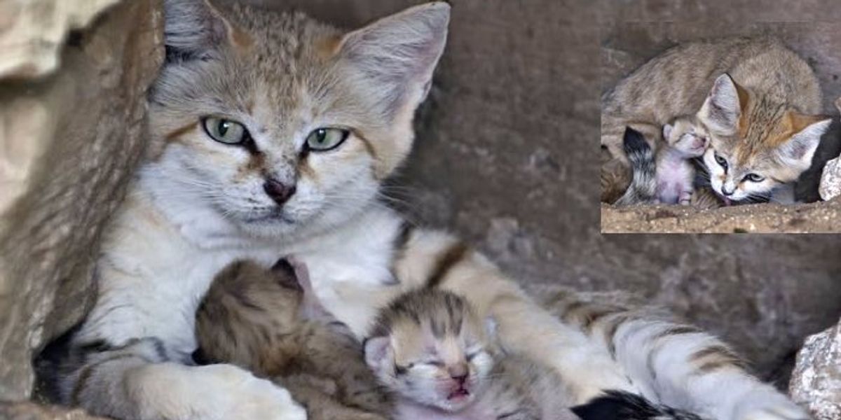 Rare Sand Cat Who Lost Her Mate Surprises Everyone with a Special ...