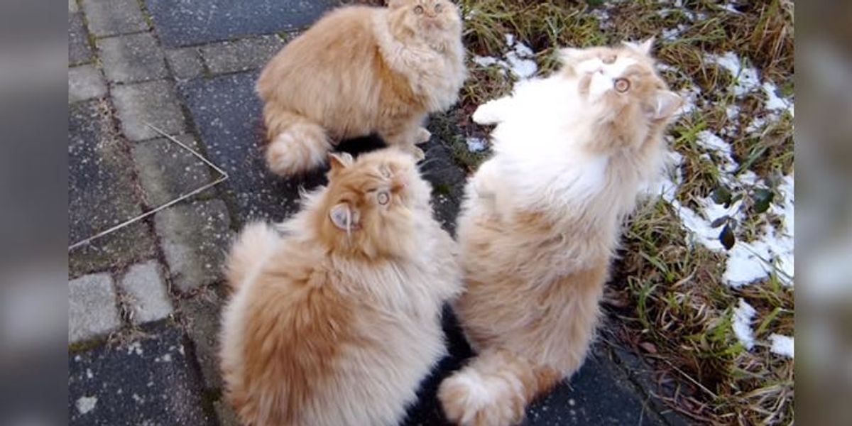 Giant Fluff Balls Jumping Around in All Their Glorious Fur - Love Meow
