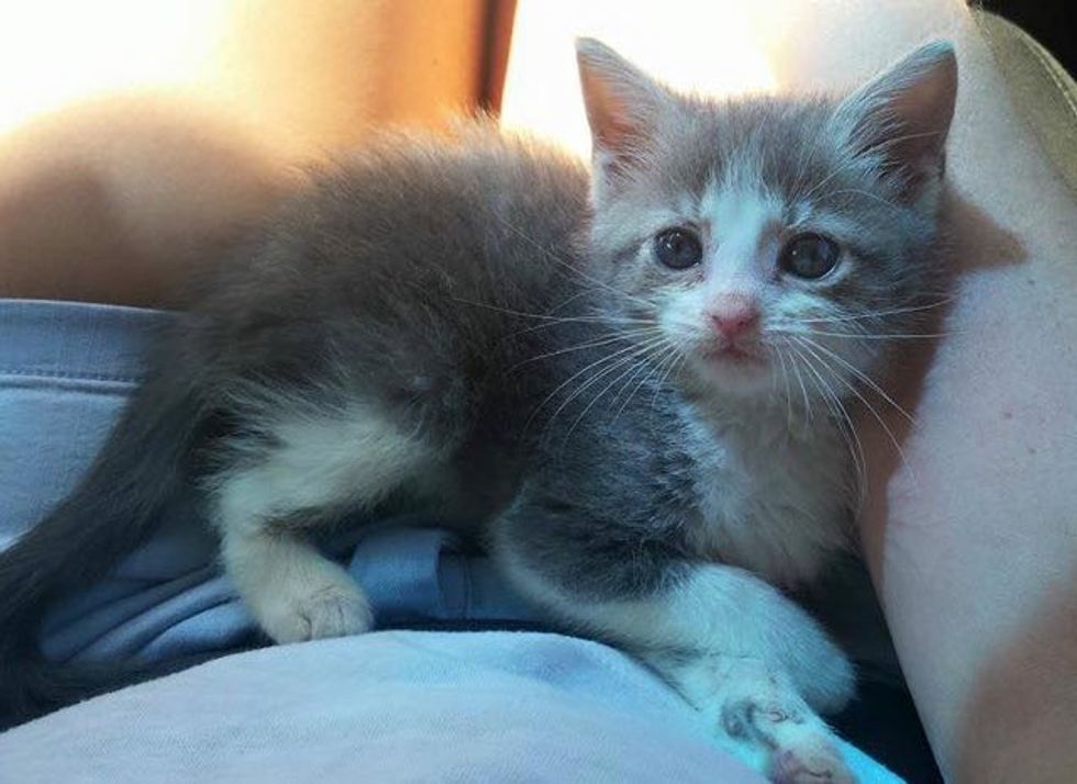 Rescuer Went to Heroic Lengths to Save Kitten from Drain Pipe as Water ...