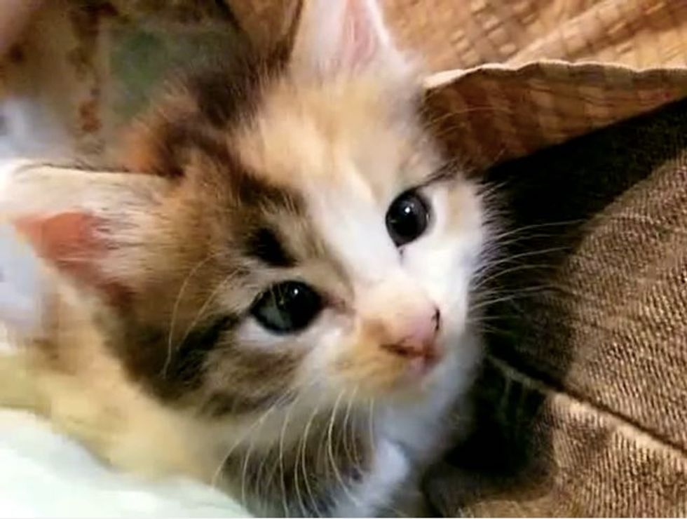 Feral Kitten Feels Loved for the First Time. It's the Sweetest Thing ...