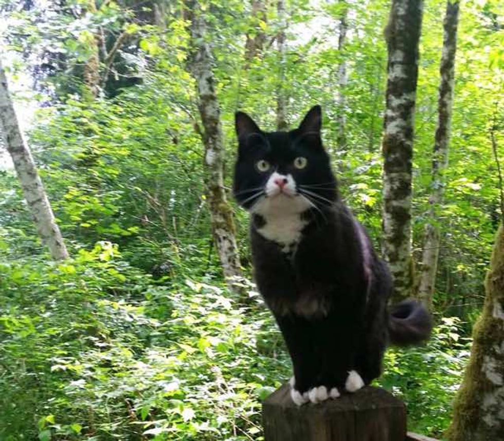Adventurous Hiking Cat Takes His Humans on a Journey They Never ...
