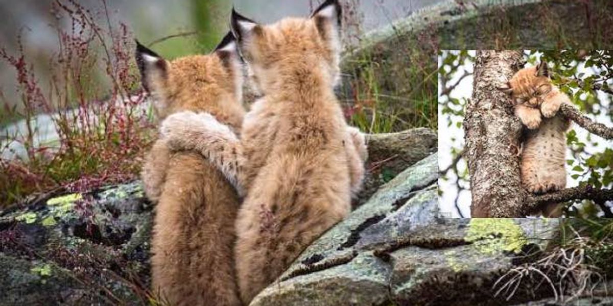 Beautiful Moment Lynx Kitten Puts a Wise Paw on the Shoulder of Its ...