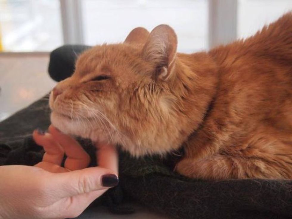 He's Been a Ship's Mouser Cat for 15 Years Since They Found Him as a ...