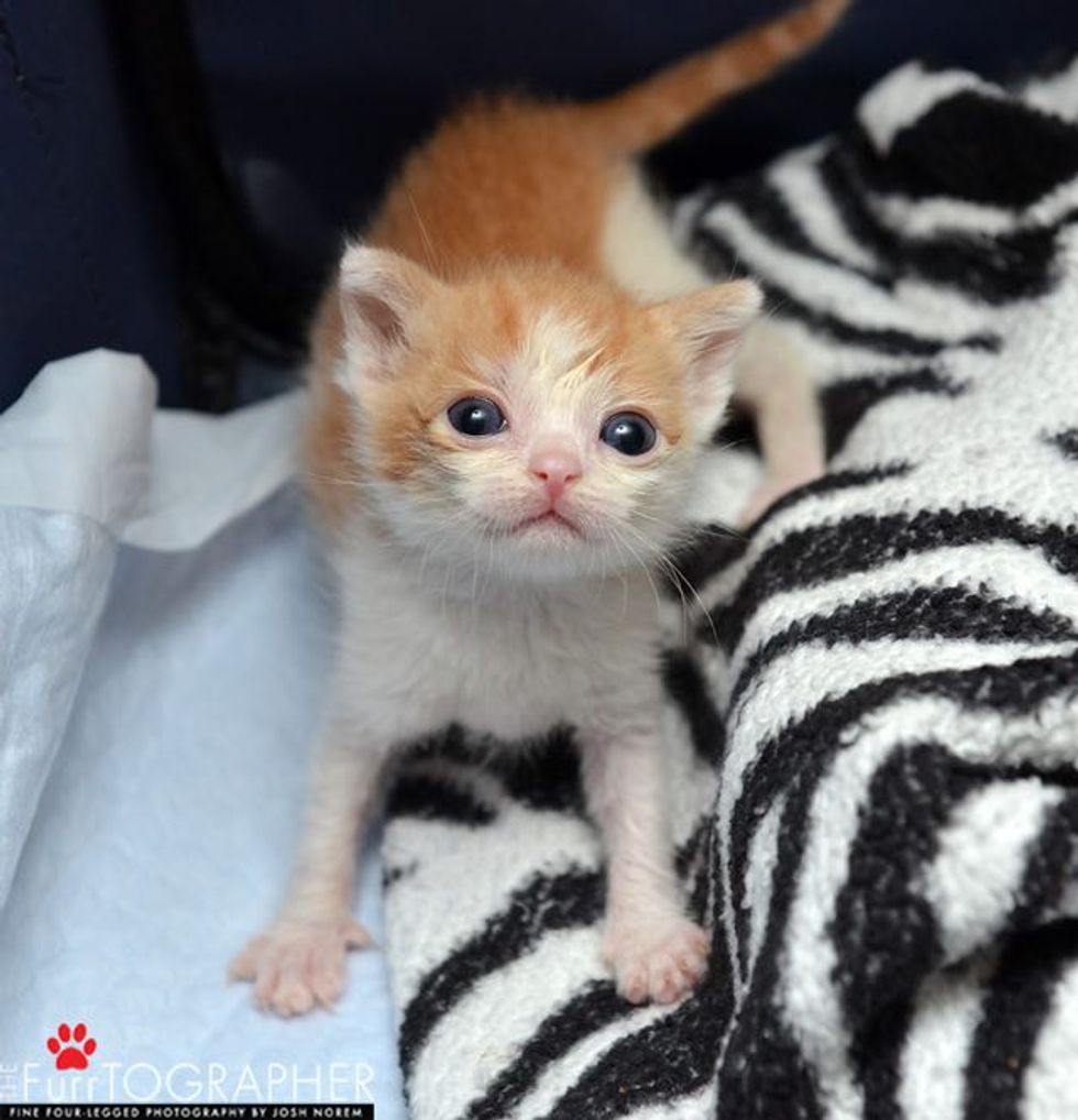 Kitten Barely Grew When He Came to Shelter. Now Finally 1 Pound! - Love ...